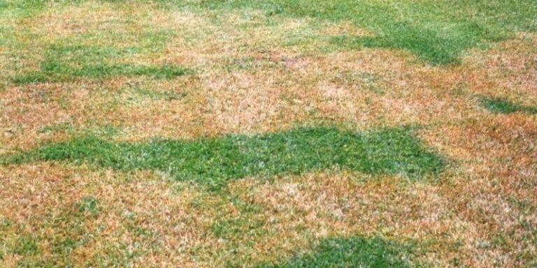 Lawn Disease Control Tampa | Treat Fungus Before It Spreads